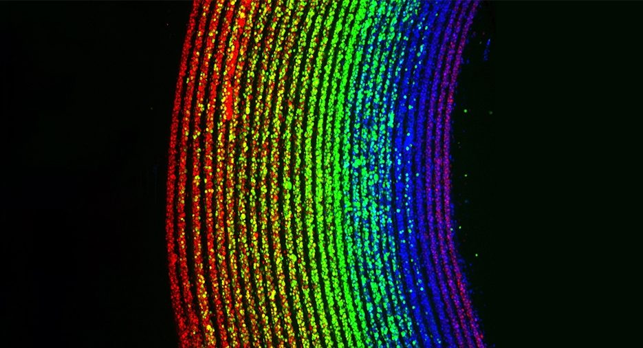 Edinburgh Innovations | Super resolution cell layering to produce…