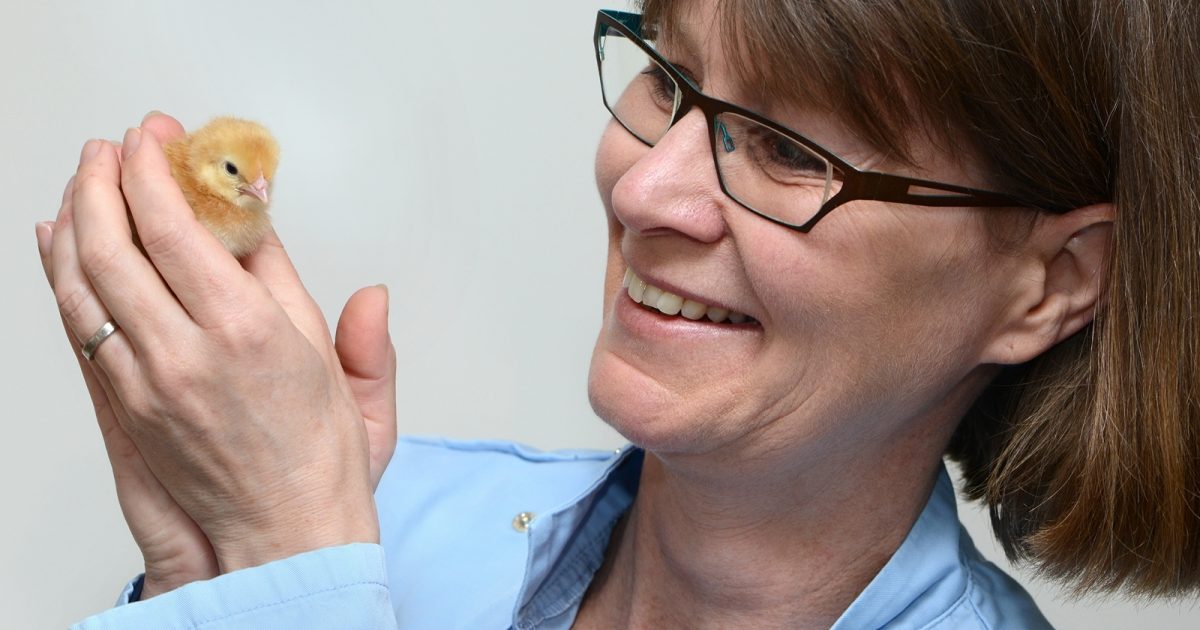 Edinburgh Innovations | Innovative model to improve chicken health